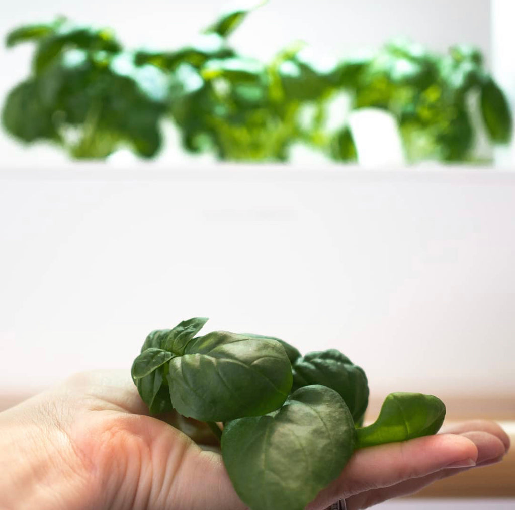 The No-Nonsense Guide to Harvesting Basil – Click & Grow EU