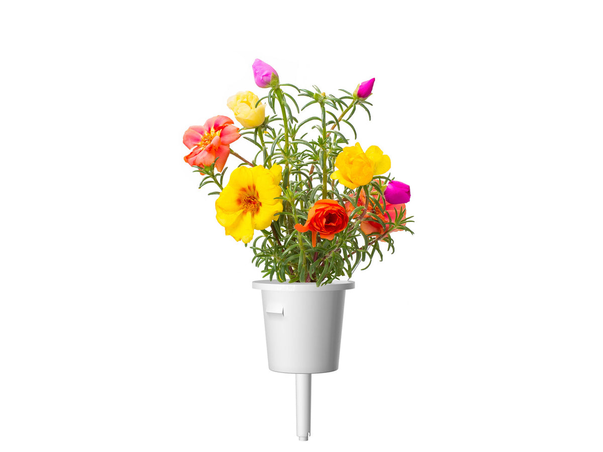 Moss Rose Plant Pods – Click & Grow EU